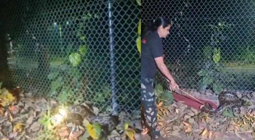 python capture| അമ്പമ്പോ ഭീകരൻ! അരുവിക്കര ജലവകുപ്പിന് സമീപത്ത് നിന്ന് ...