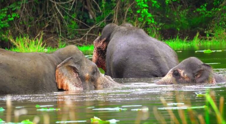 Elephant Attack | ആനകളുടെ ഏറ്റുമുട്ടൽ; ഇടയിലേക്ക് വീണ വിനോദസഞ്ചാരിയായ ...