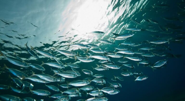 World Oceans Day | ജൂൺ 8 ലോക സമുദ്ര ദിനം | June 8th is World Oceans Day ...